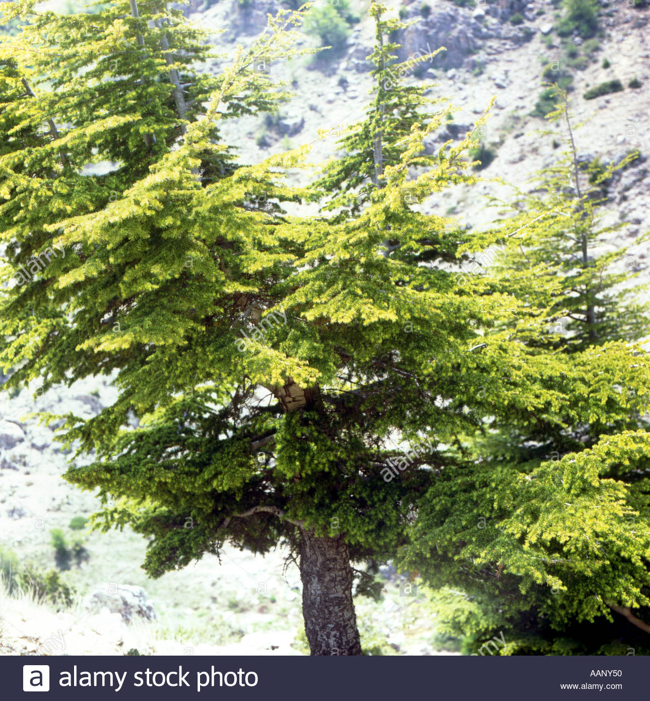 Lebanon cedar trunk hi-res stock photography and images - Alamy