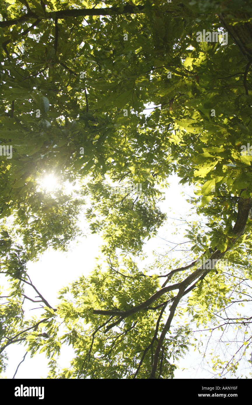 Canopy sunlight hi-res stock photography and images - Alamy