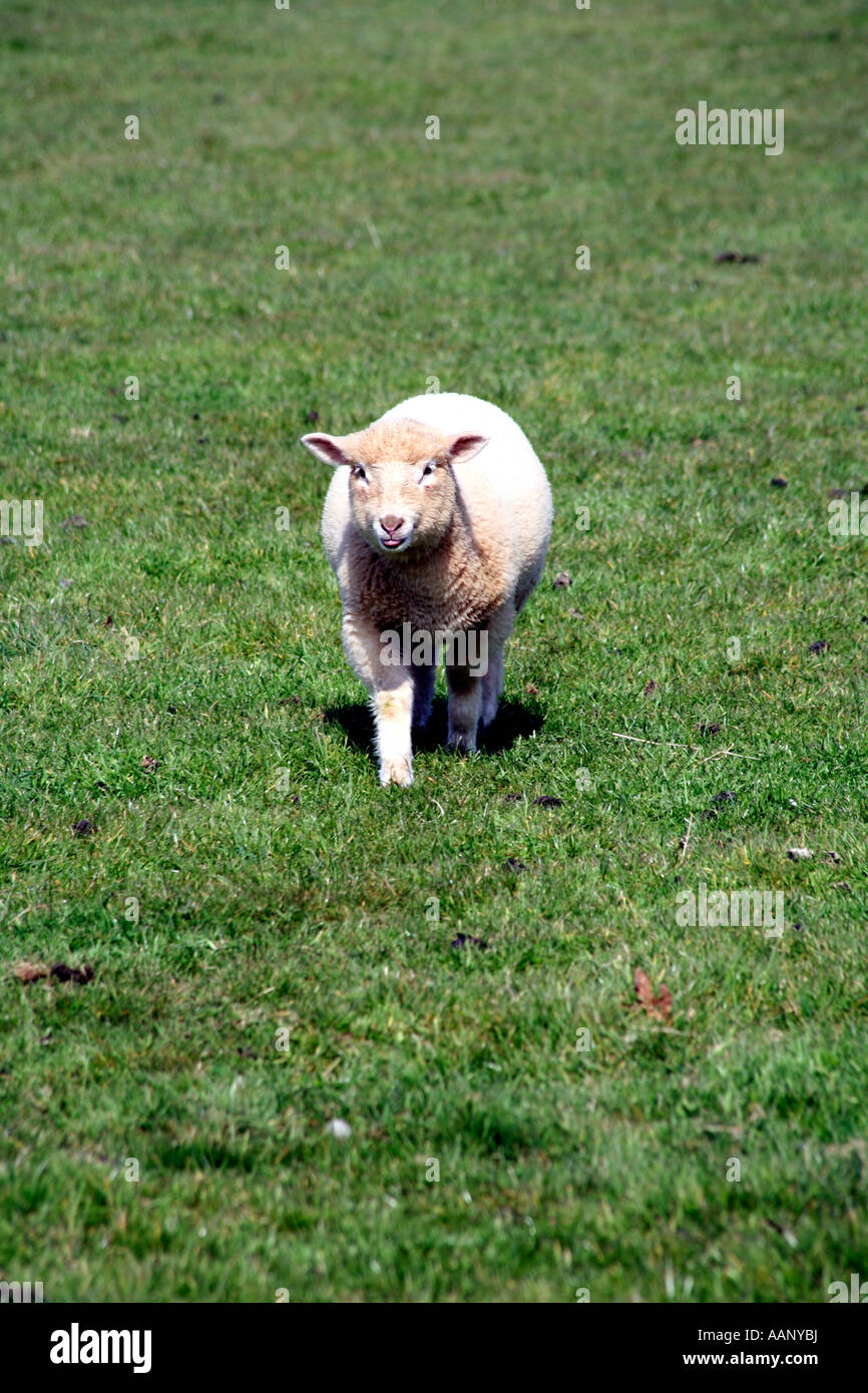 Suffolk sheep in Devon field Stock Photo - Alamy