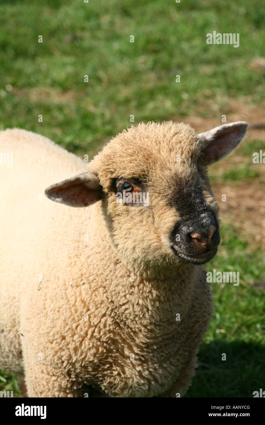 Jacobs sheep on farm in Devon Stock Photo - Alamy