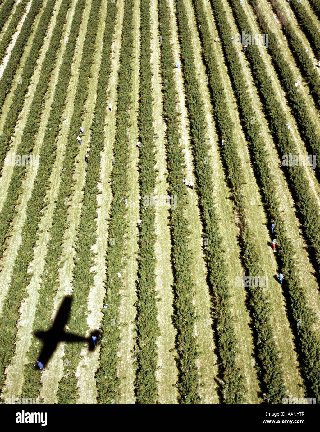 European red raspberry (Rubus idaeus), harvest helpers on raspberry ...