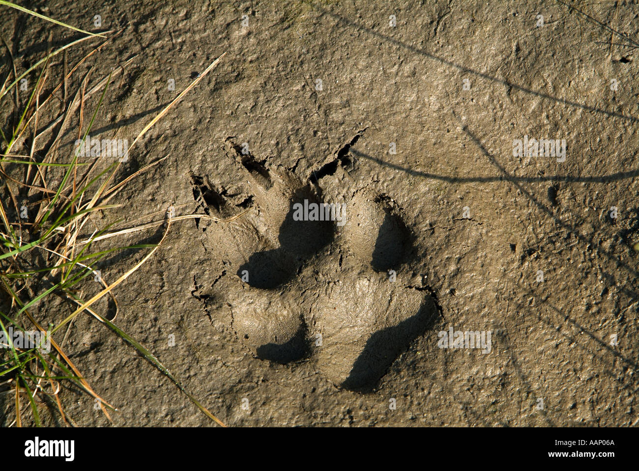 Wolf footprint hi-res stock photography and images - Alamy