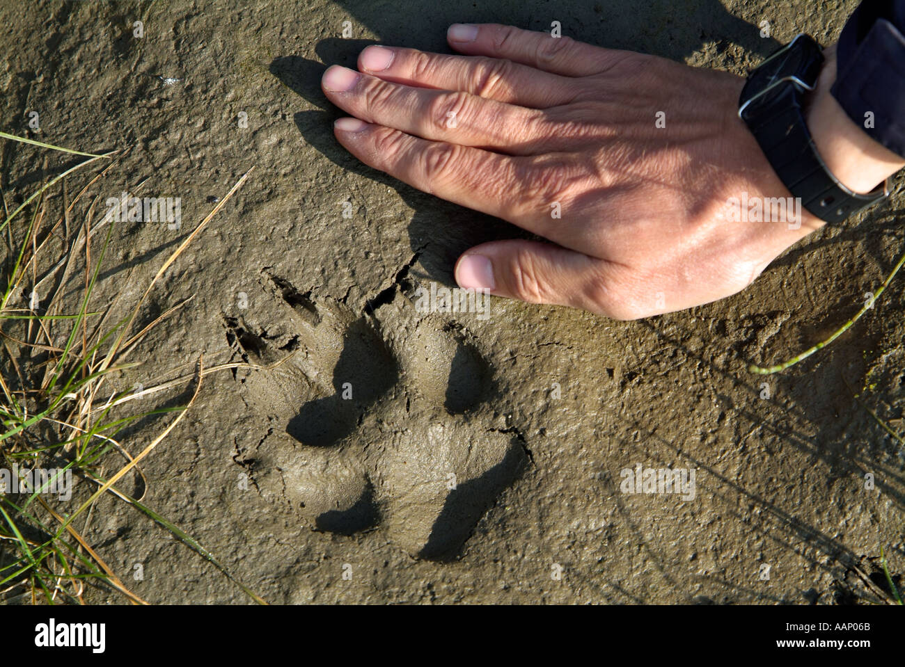 Wolf footprint hi-res stock photography and images - Alamy