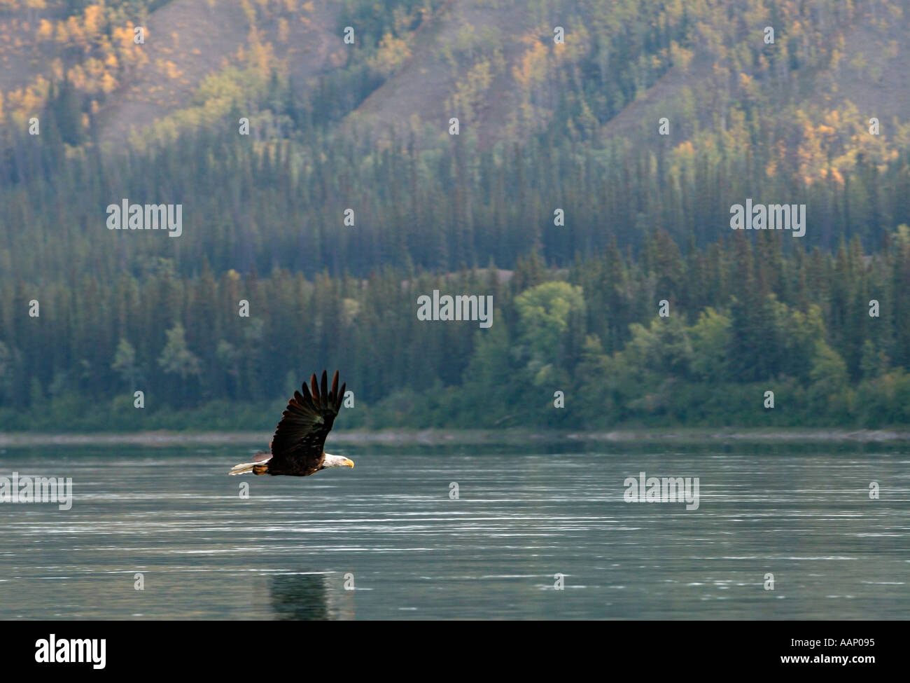 A Bald Eagle flies across the Yukon River, Yukon, Canada Stock Photo ...