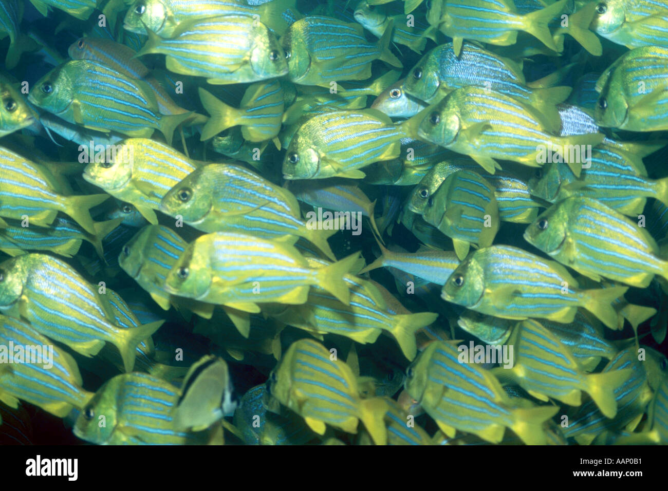 Panamic porkfish hi-res stock photography and images - Alamy