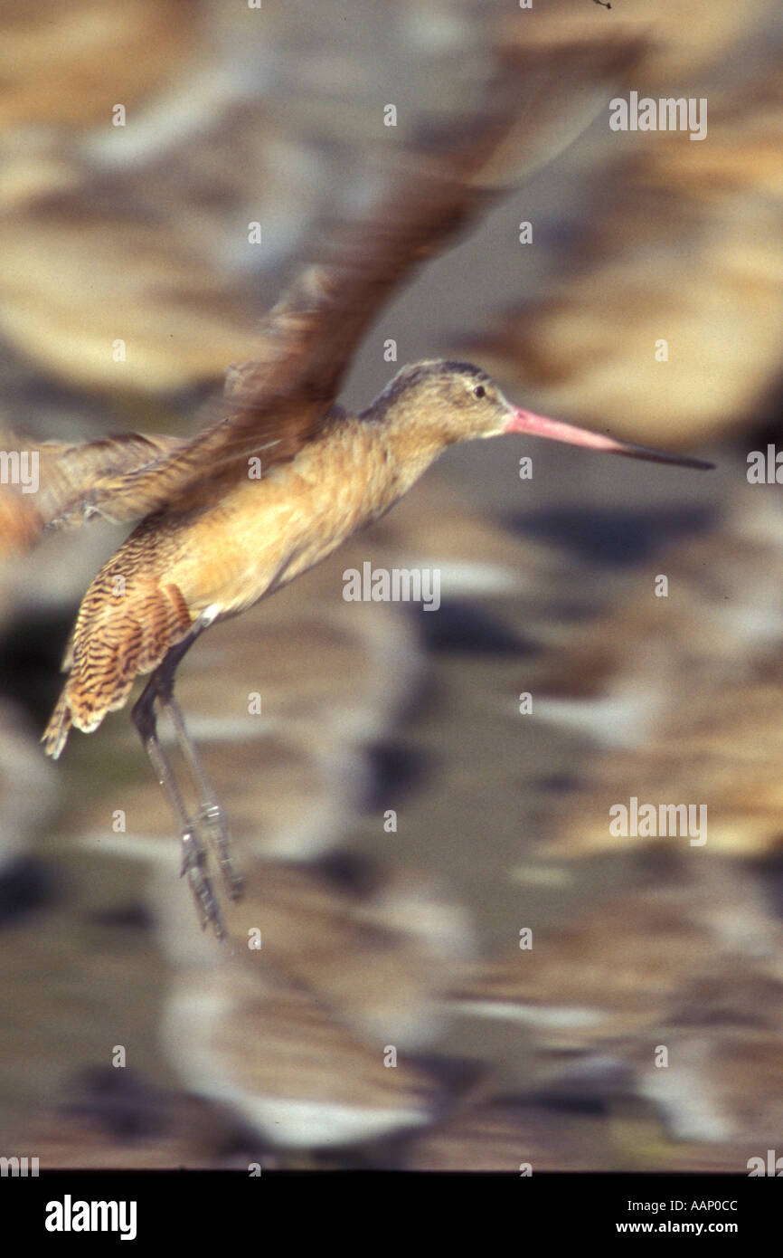 Marbled Godwit landing Limosa fedoa Back Bay Reserve California Stock ...