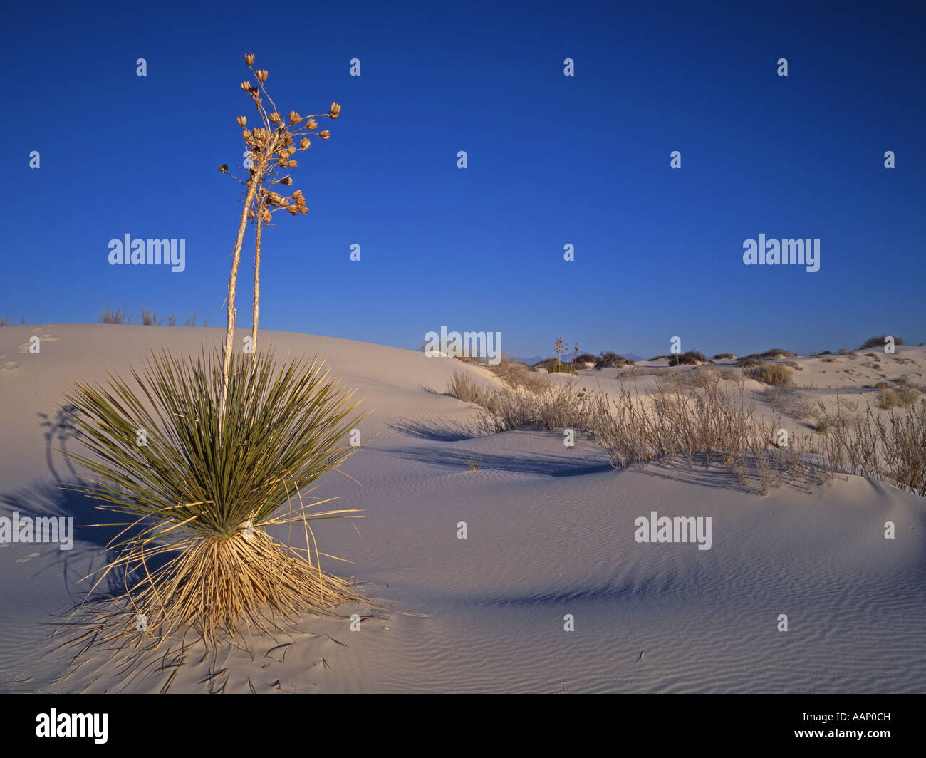 soaptree (Yucca elata), Soaptree yucca in the Whitesands desert, USA ...