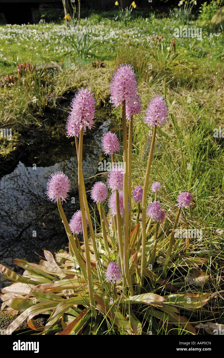 Stud Flower, Swamp Pink (Helonias bullata), blooming, Germany Stock ...