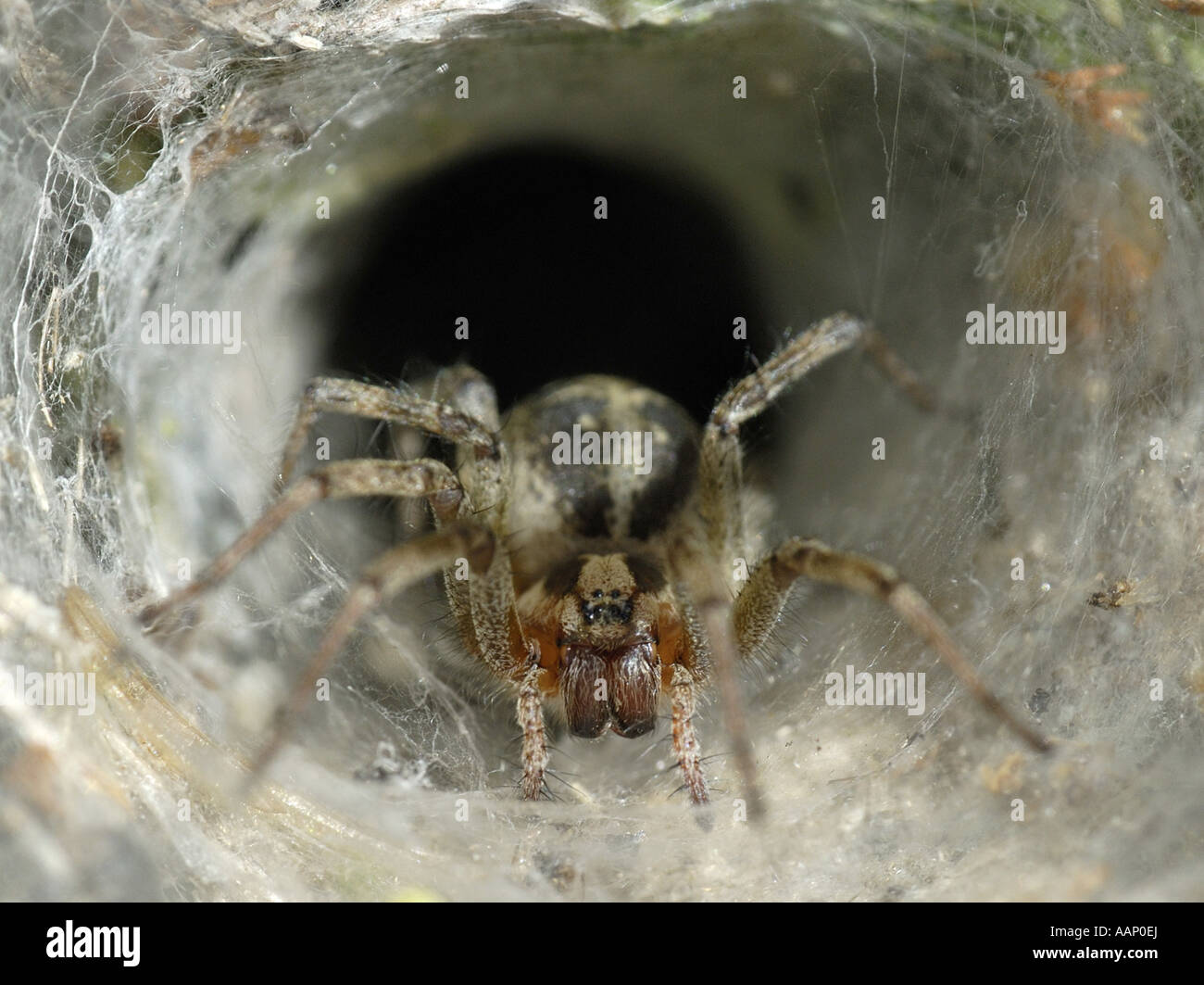 eresid spider (Eresidae), in cave entrance, Germany, North Rhine ...
