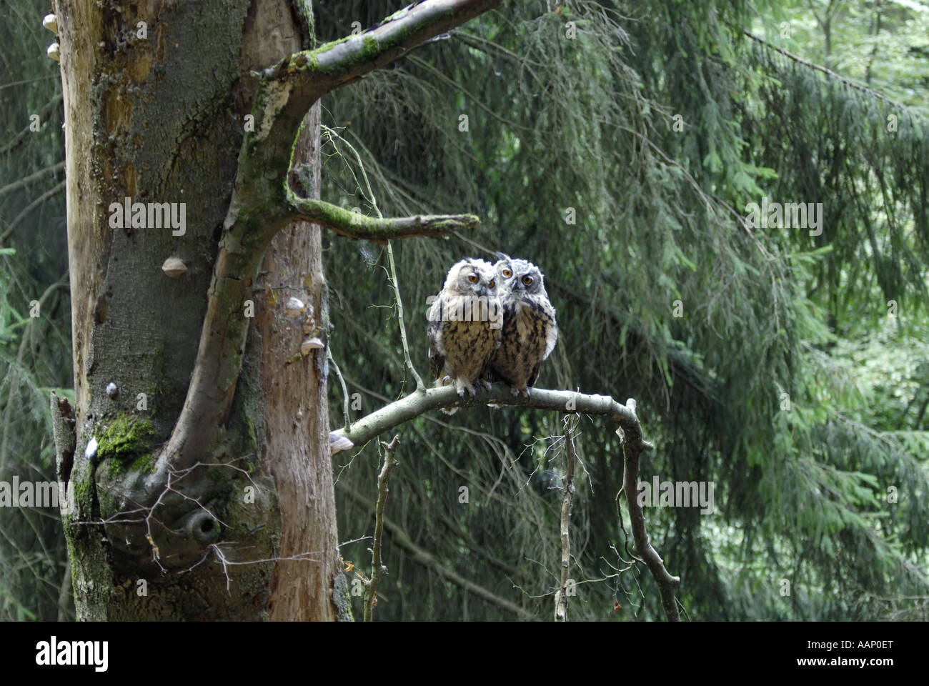 northern eagle owl (Bubo bubo), young eagle owls, Germany, North Rhine-Westphalia, Teutoburger ...
