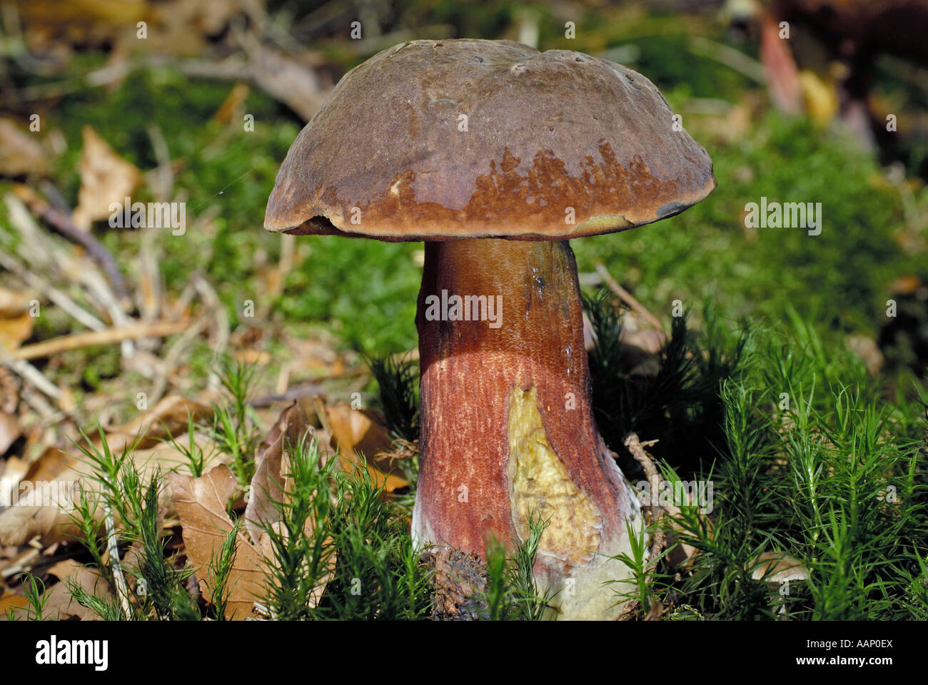 Scarletina bolete boletus erythropus hi-res stock photography and ...