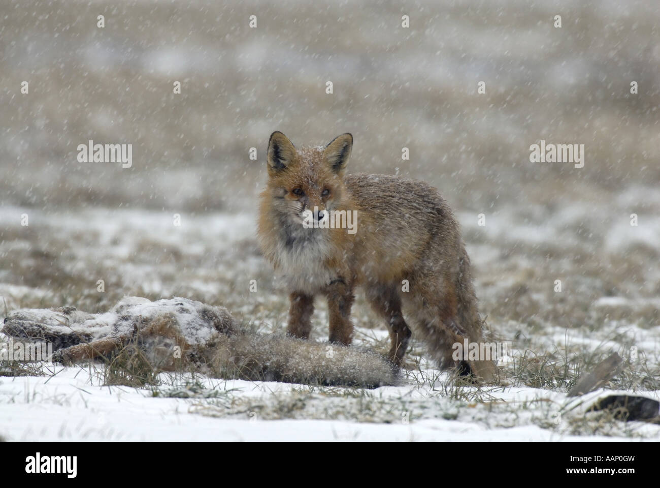 red fox (Vulpes vulpes), Fox at blighter, Poland, Masuria, Krutyn Stock ...