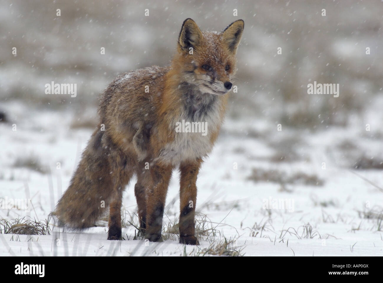 red fox (Vulpes vulpes), red fox with scabies, Poland, Masuria, Krutyn ...