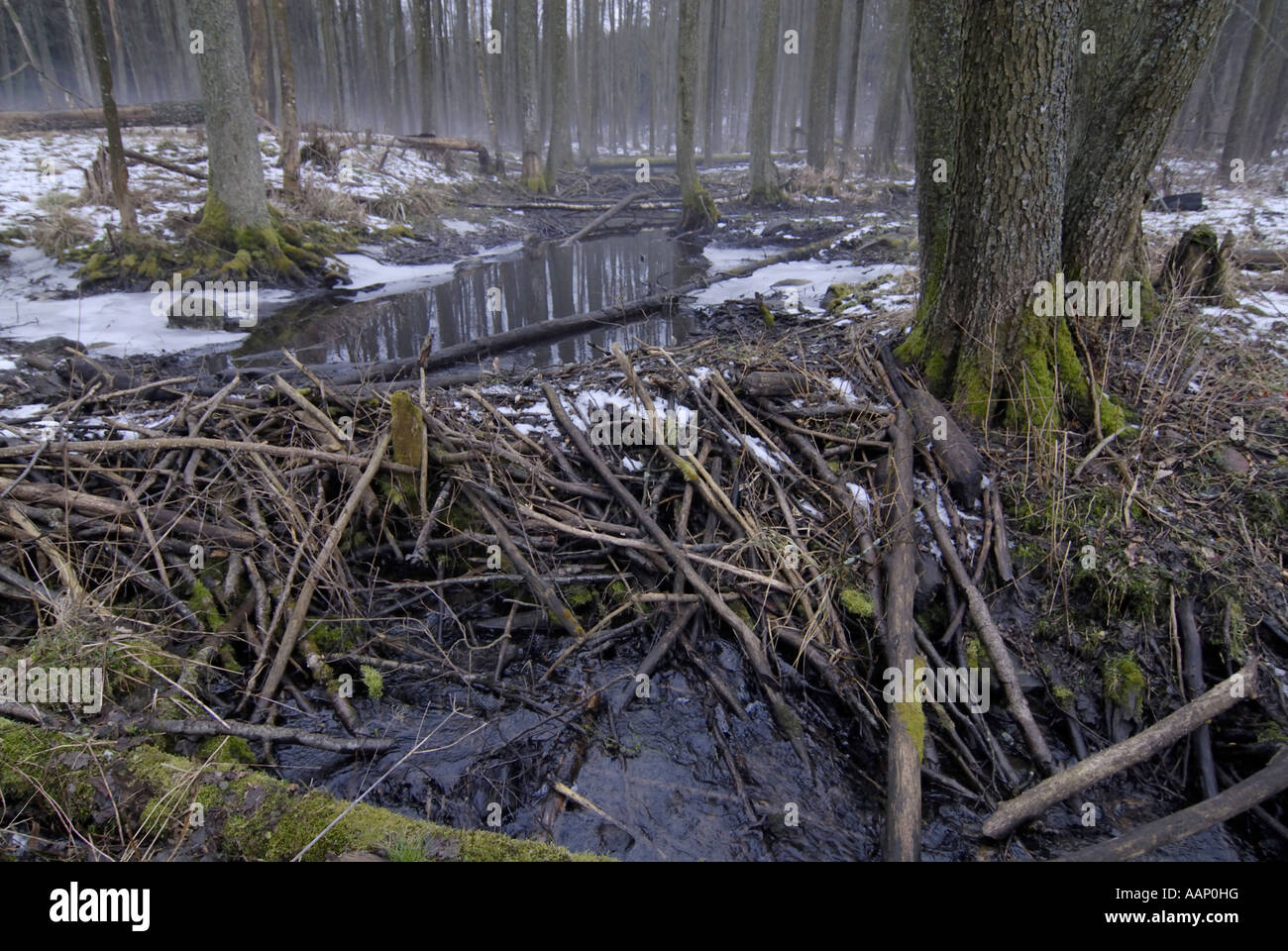 Eurasian beaver, European beaver (Castor fiber), beaver dam, Poland ...