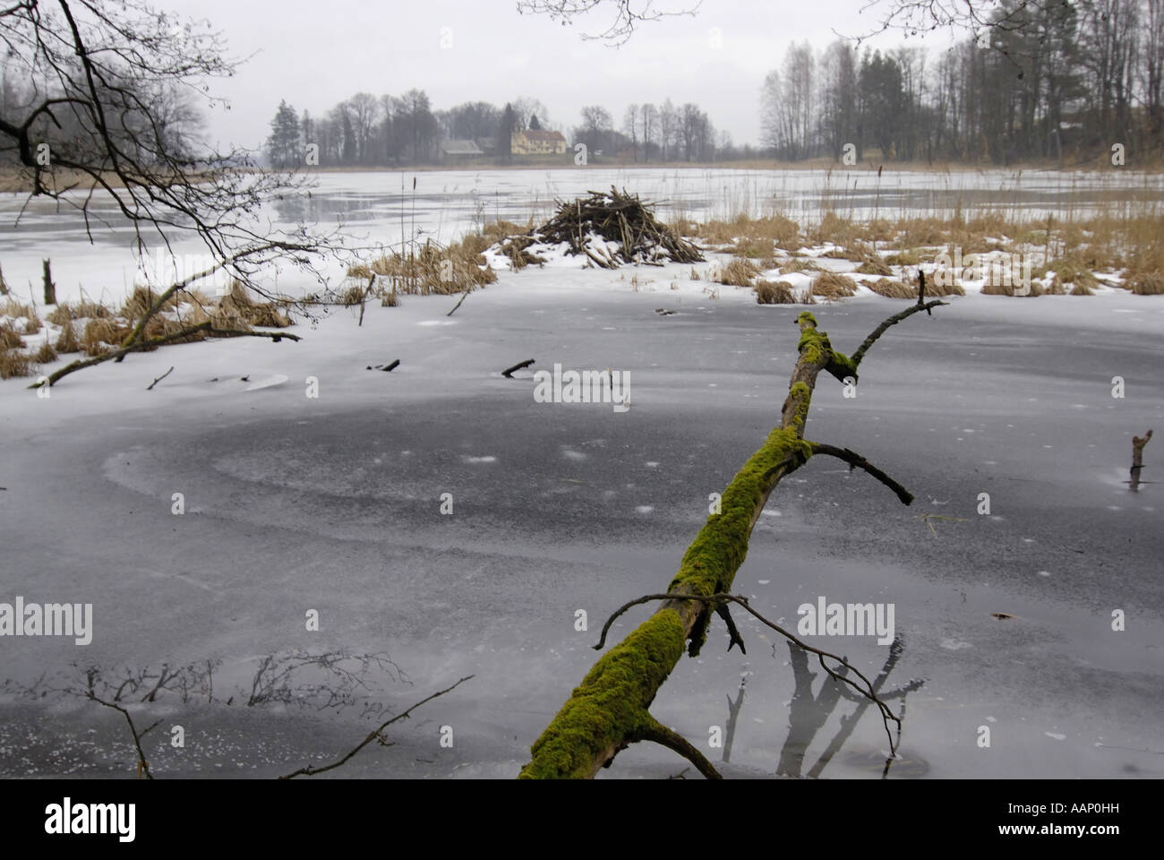 Eurasian beaver, European beaver (Castor fiber), beaver den, Poland ...