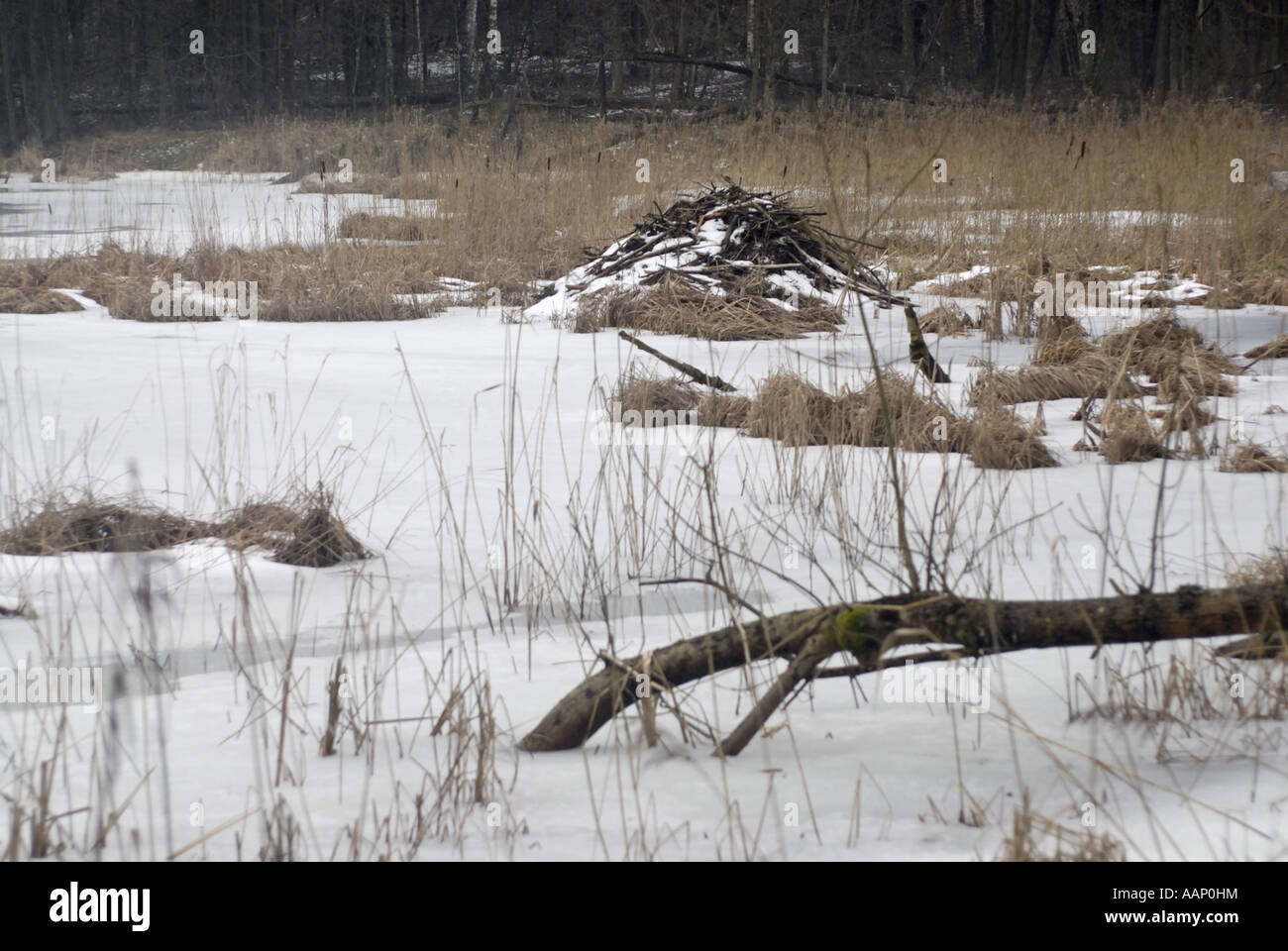 Eurasian beaver, European beaver (Castor fiber), beaver den in winter ...