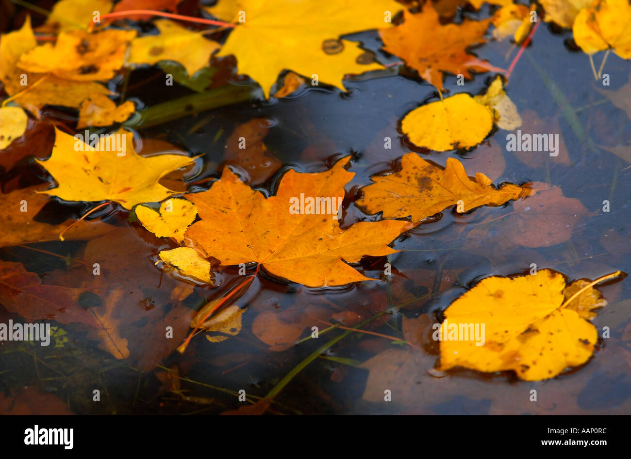 maple leaf in the water Stock Photo - Alamy