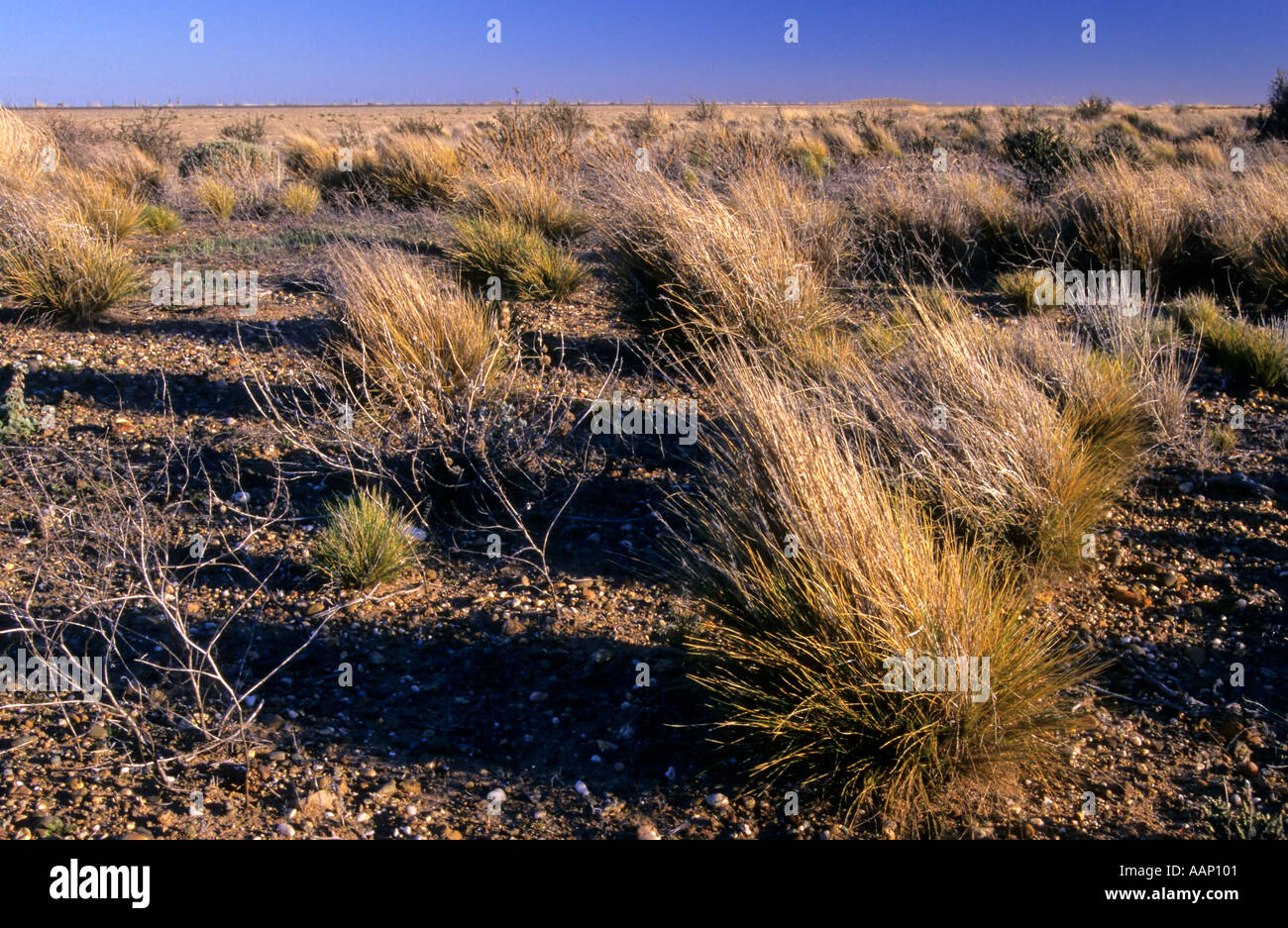 Grassland of Patagonia, near Tres Cerros, Argentina Stock Photo - Alamy