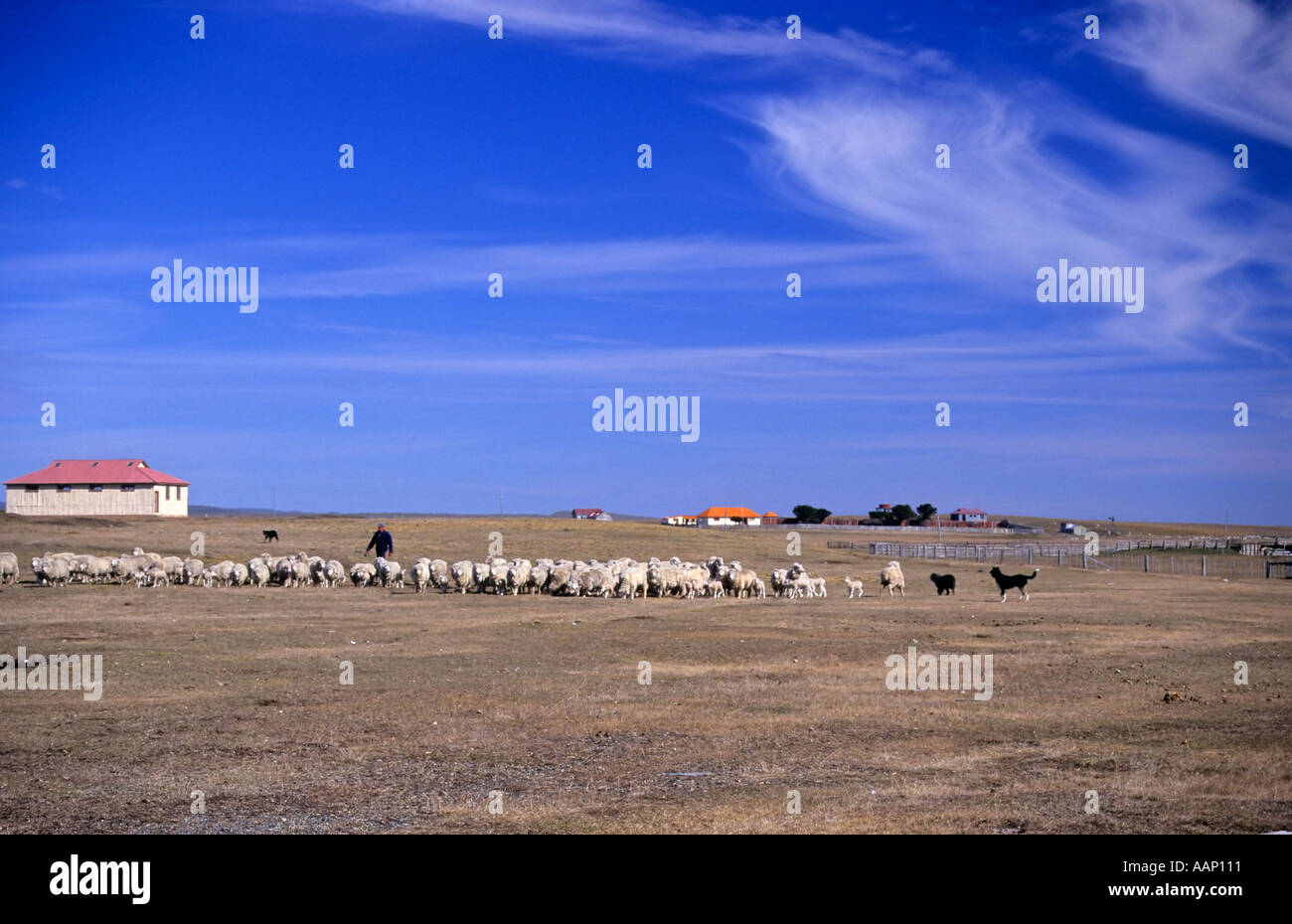 Sheep farming, Tierra del Fuego, Chile / Argentina border Stock Photo ...