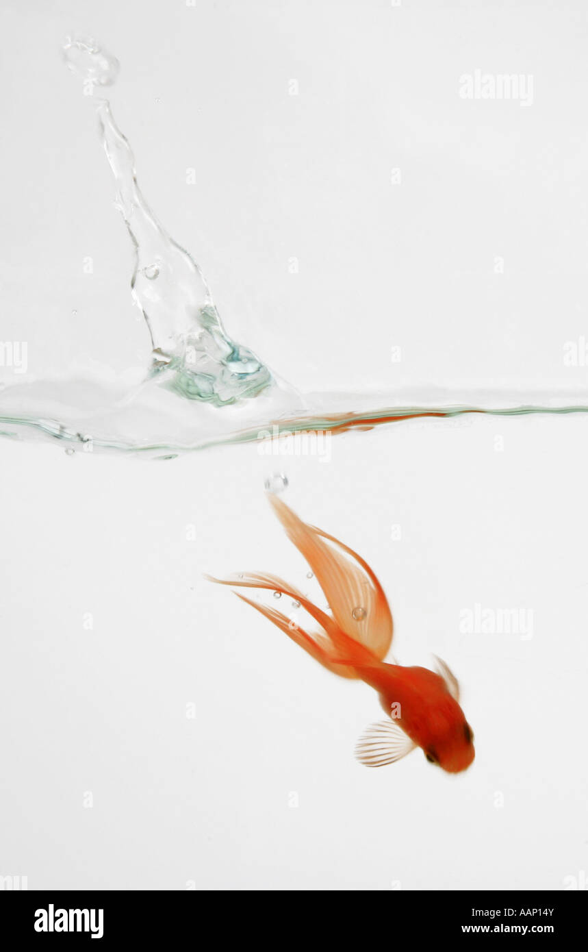 goldfish, common carp, fantail, comet, swallowtail (Carassius auratus ...