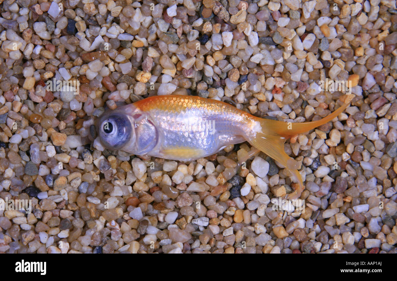 goldfish, common carp, celestial eye goldfish, Celestial, Chotegan ...