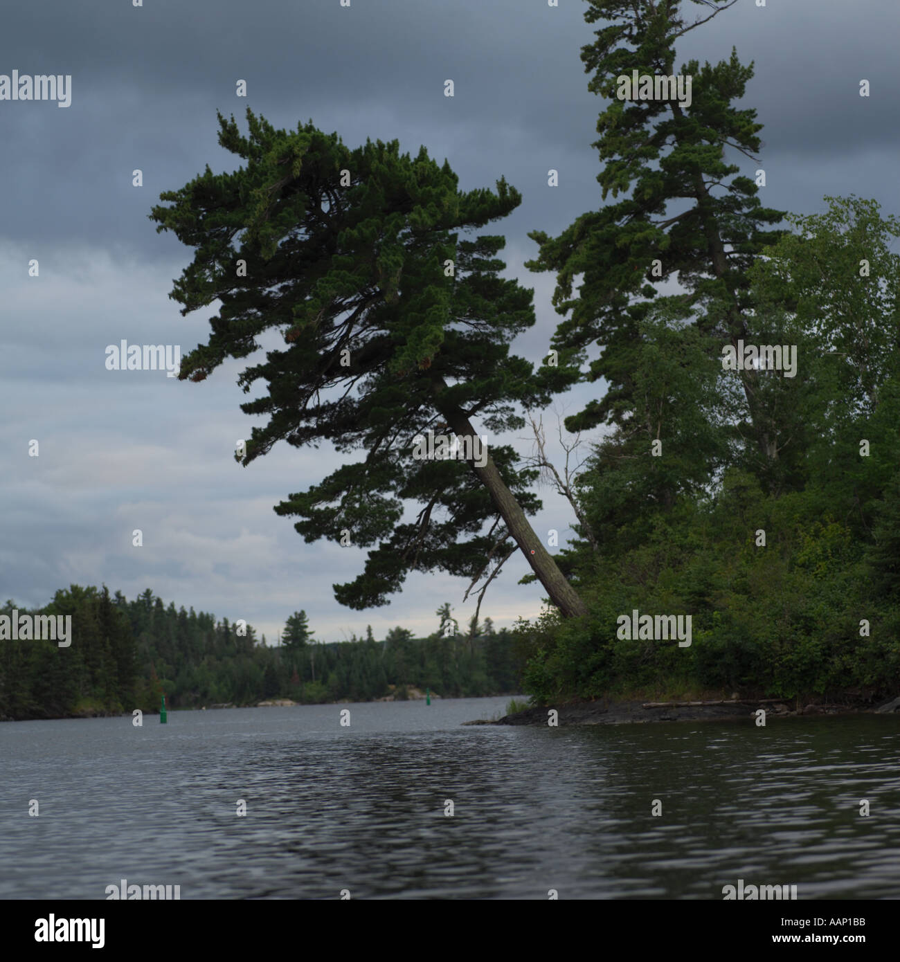 Evergreen Tree hanging over water at Lake of the Woods Canada Stock ...