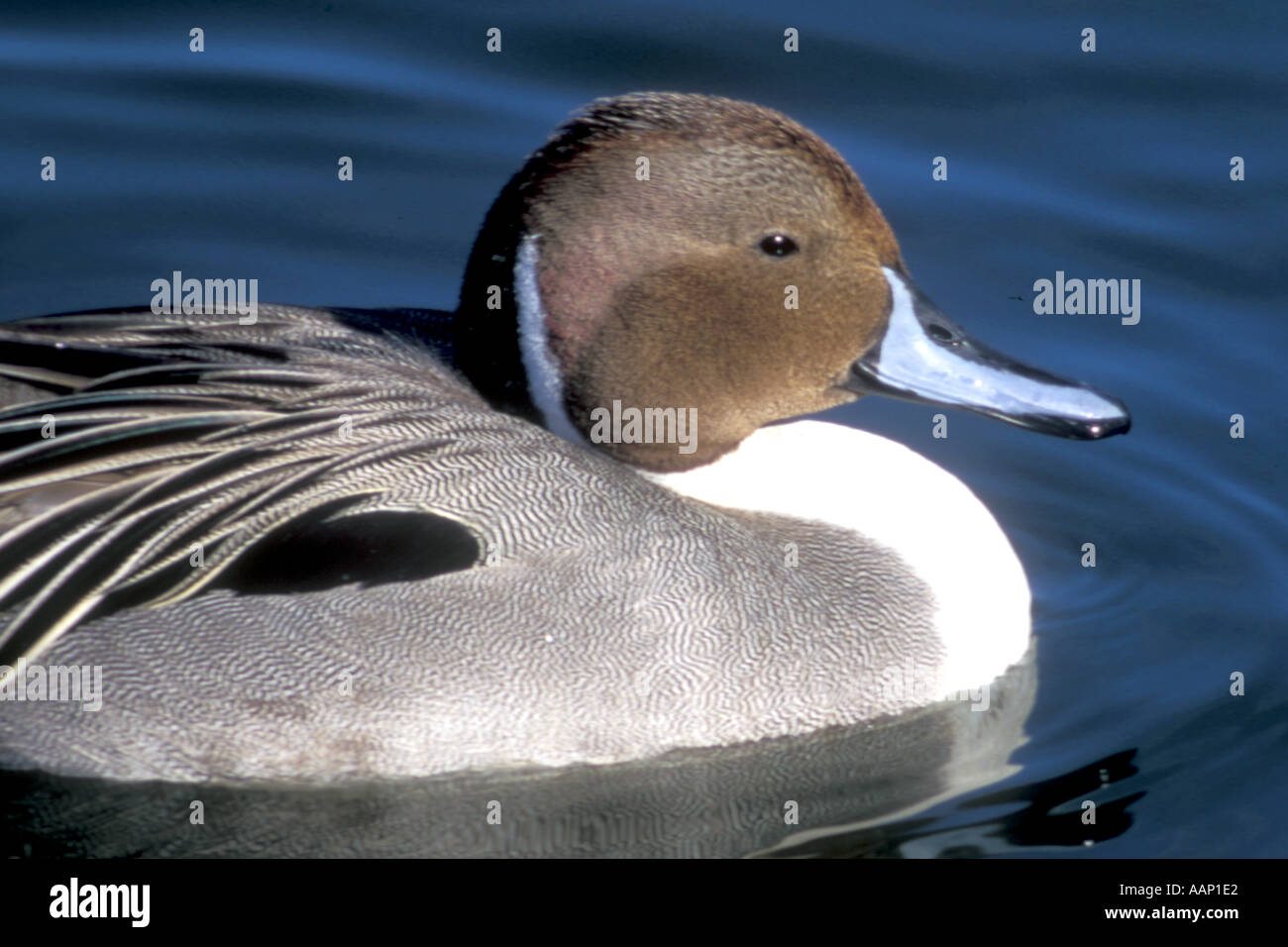 Northern Pintail Duck male closeup Anas acuta Back Bay Reserve ...