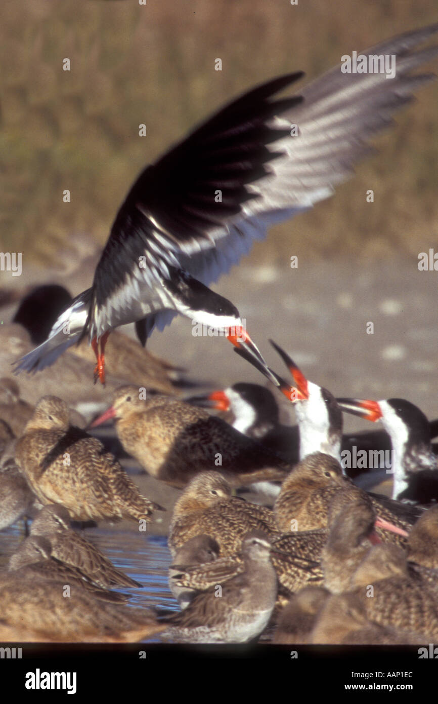 Black skimmer rynchops niger landing hi-res stock photography and ...