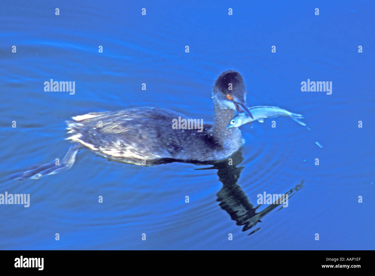Eared Grebe with fish in bill Podiceps nigricollis Bolsa Chica Wetlands ...