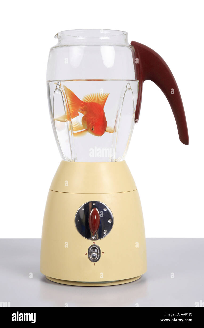 goldfish, common carp, fantail (Carassius auratus auratus), in mixer ...