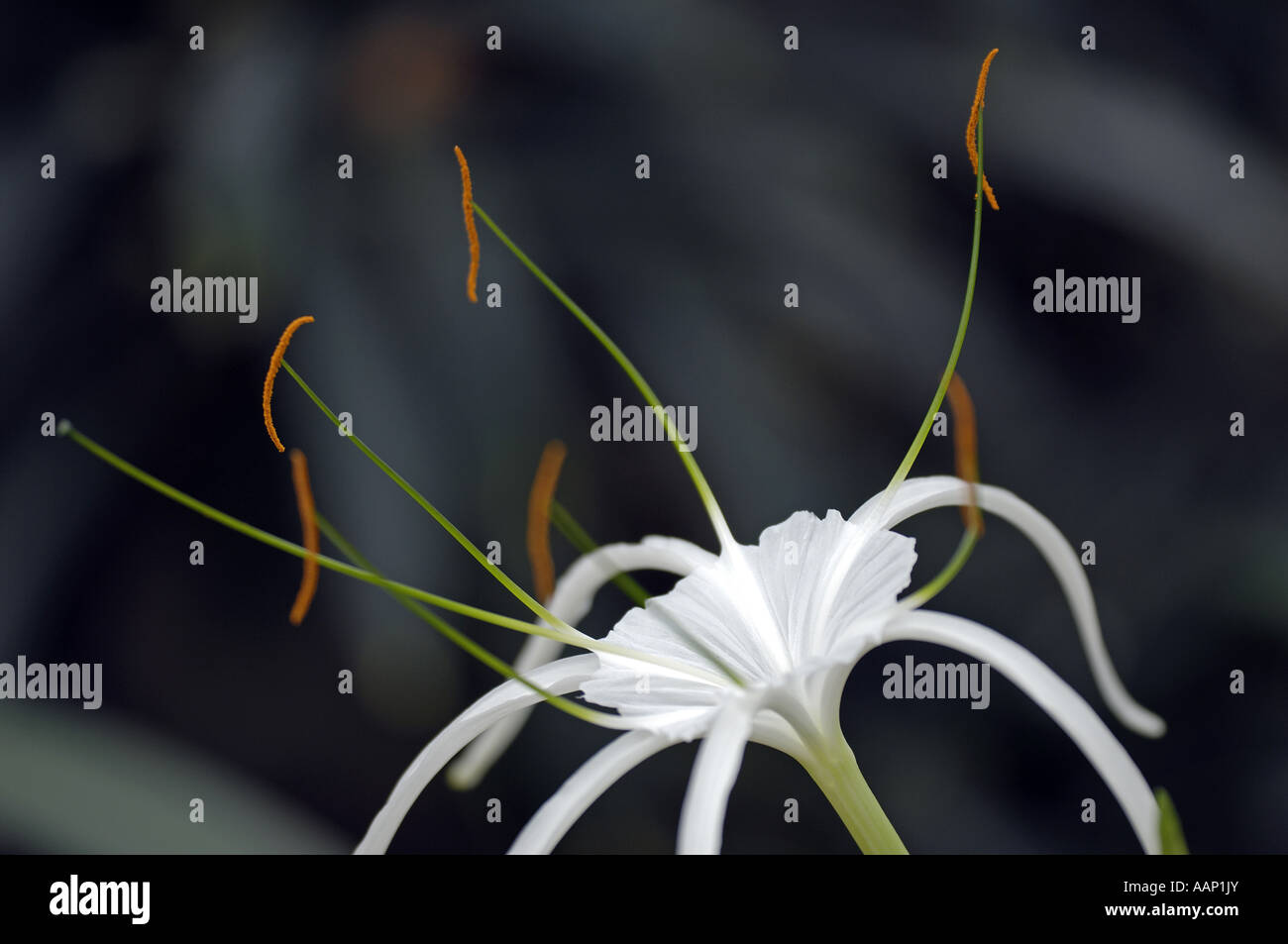 spider lily (Hymenocallis littoralis), flower Stock Photo - Alamy