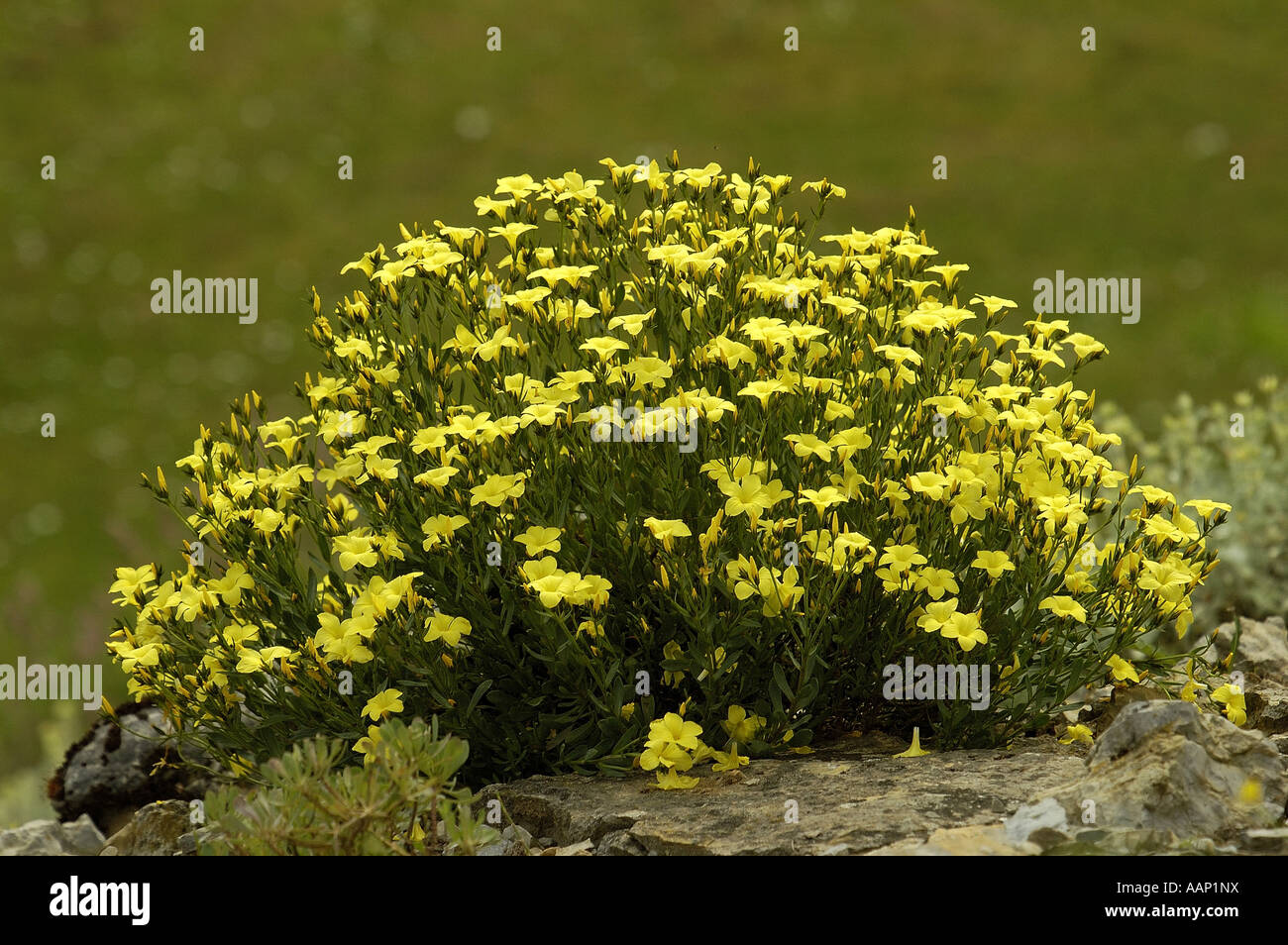 Tree flax (Linum arboreum), blooming Stock Photo - Alamy