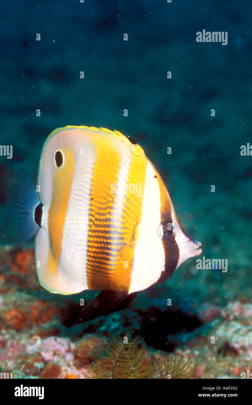 Orange banded Coralfish Coradion chrysozonus Lembeh Straits Indonesia ...