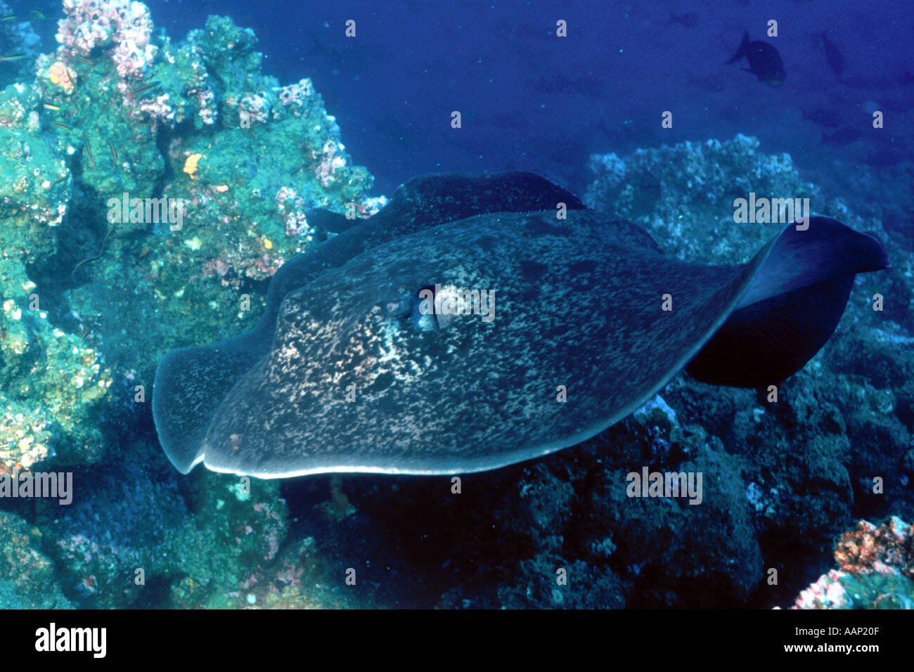 Marbled Ray Taeniura meyeri Galapagos Islands Equador Hal Beral Stock ...