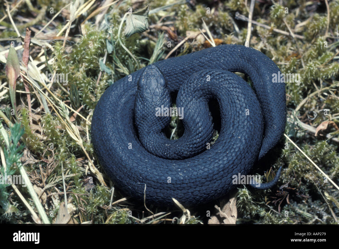 Iberian viper hi-res stock photography and images - Alamy