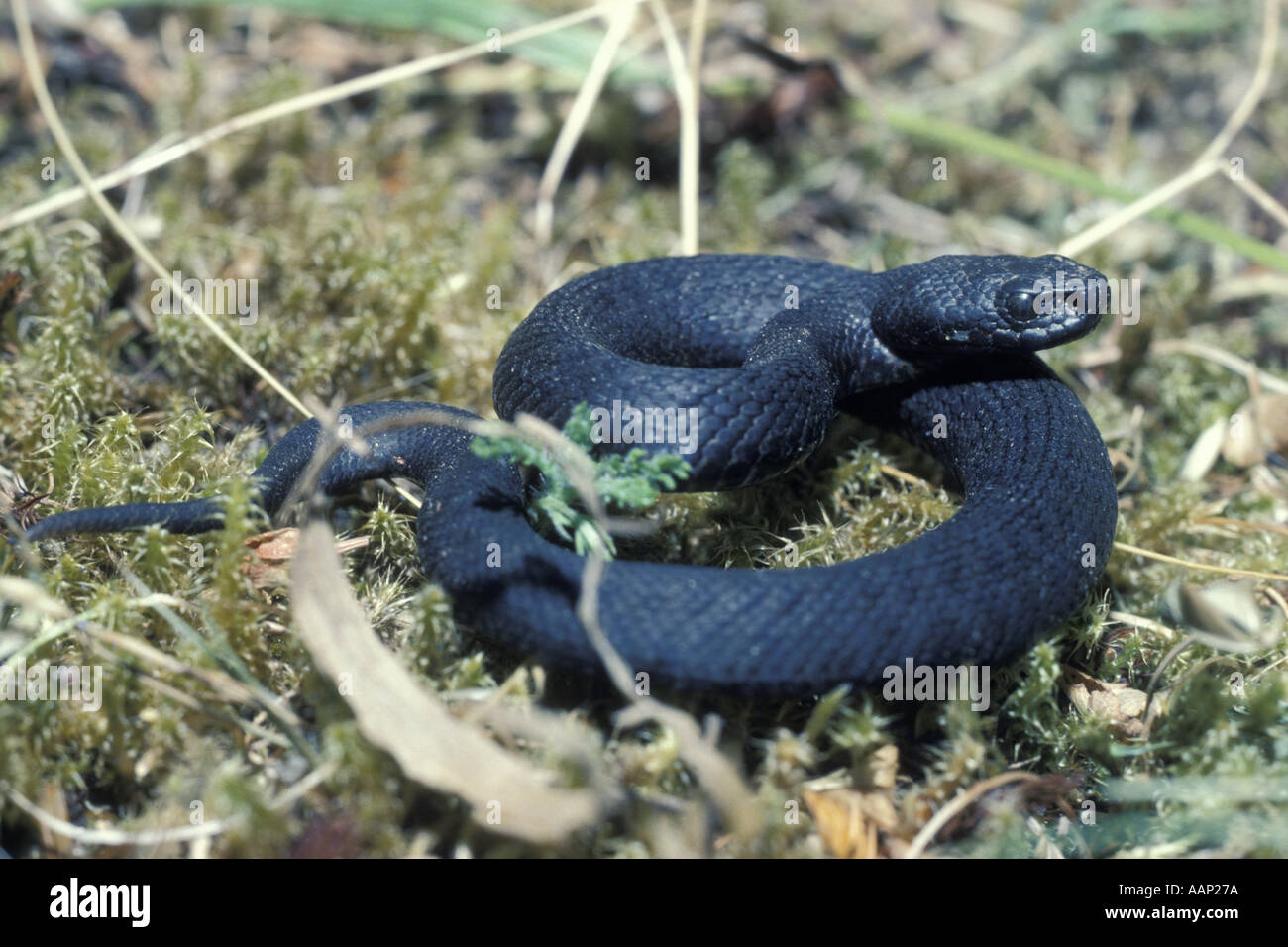 Spanish snake hi-res stock photography and images - Alamy