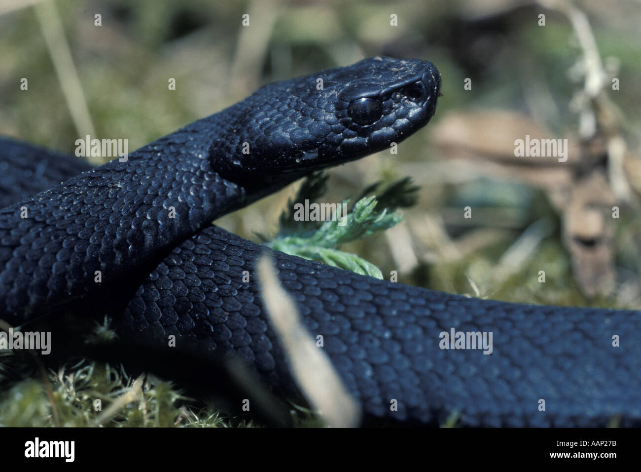 Seoane Viper snake Vipera seoanei Spain Sanz V W Iberian European ...