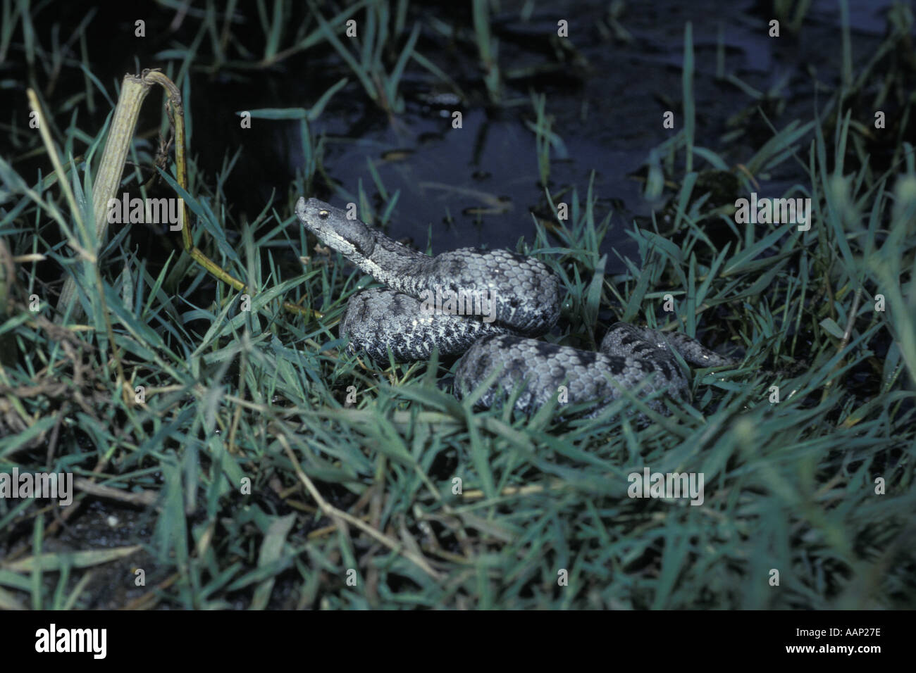 Vipera latasti hi-res stock photography and images - Alamy