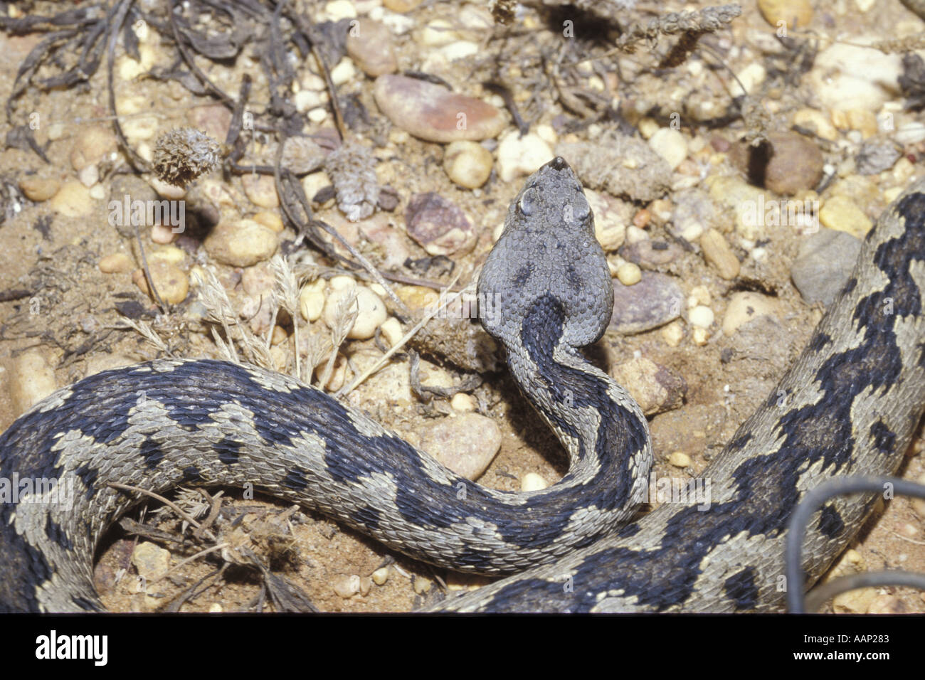 Horn Viper snake Vipera latasti Spain Sanz V W Iberian European Spanish ...