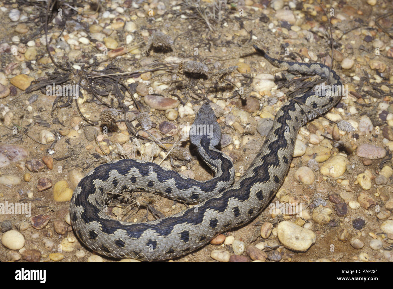 Horn Viper snake Vipera latasti Spain Sanz V W Iberian European Spanish ...