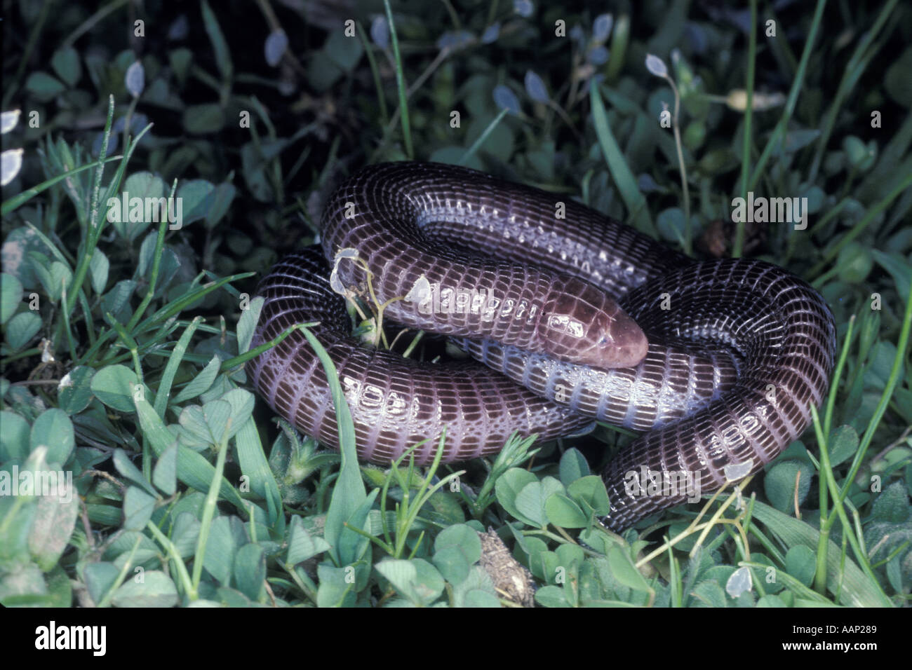 blind snake blanus cinereus Spain Sanz V W Iberian European Spanish ...