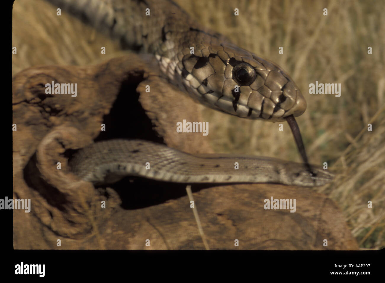 Spanish snake hi-res stock photography and images - Alamy