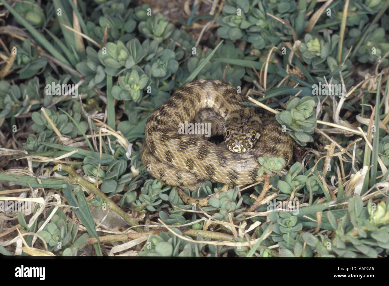 Water snake natrix maura spain hi-res stock photography and images - Alamy