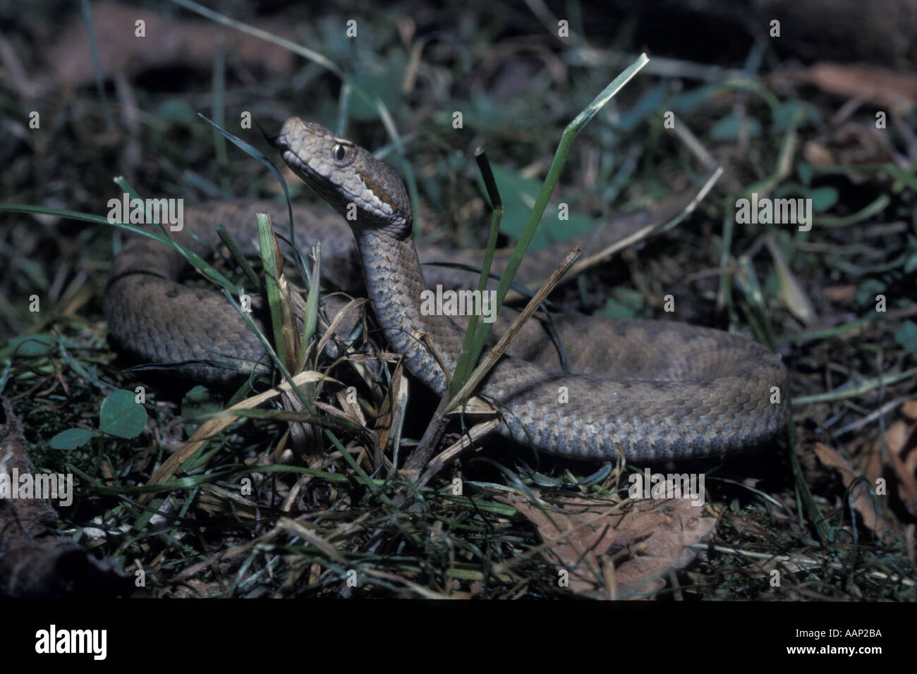 Viper snake Vipera aspis Spain Sanz V W Iberian European Spanish Europe ...
