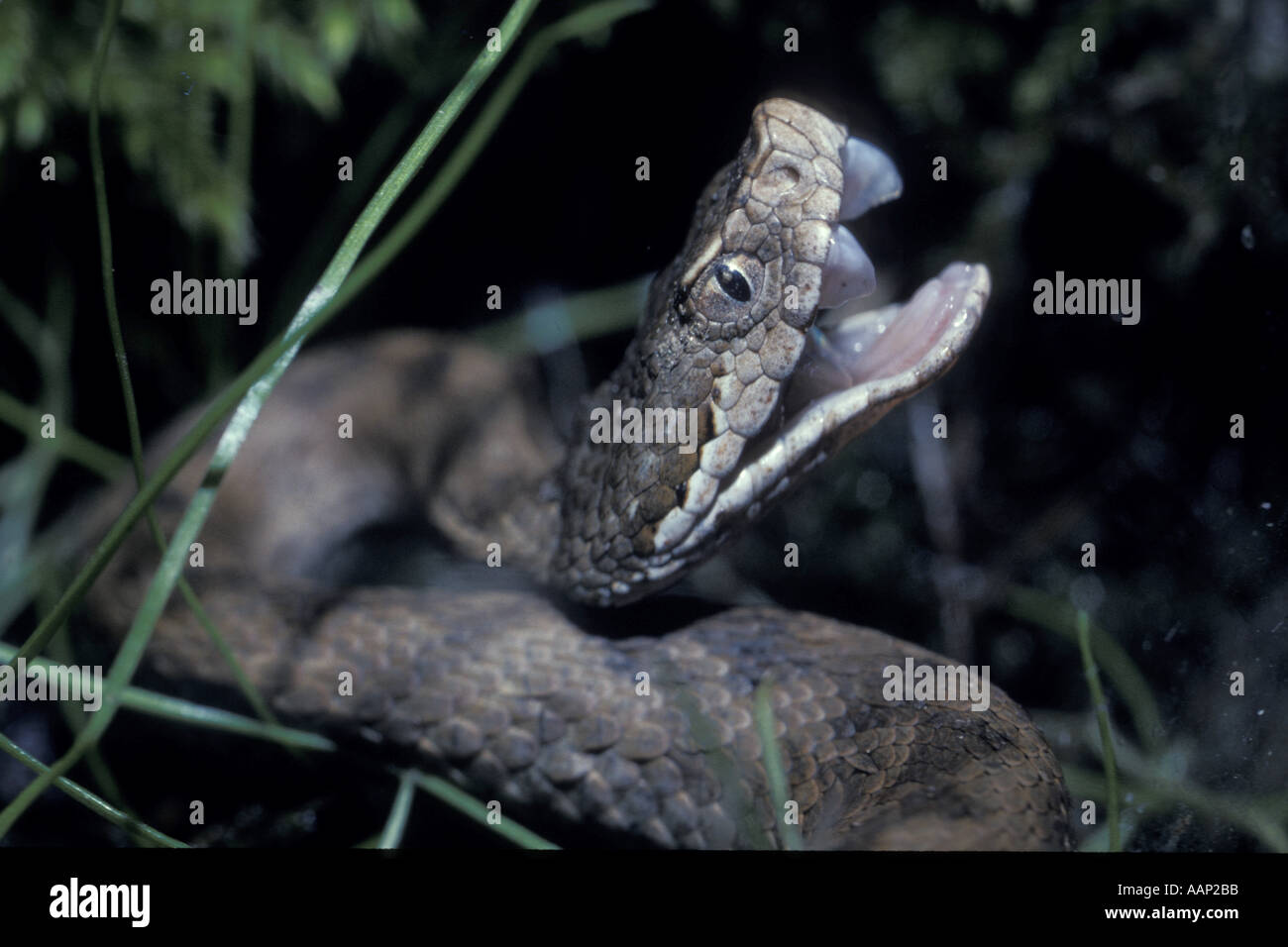 Vipera aspis spain hi-res stock photography and images - Alamy