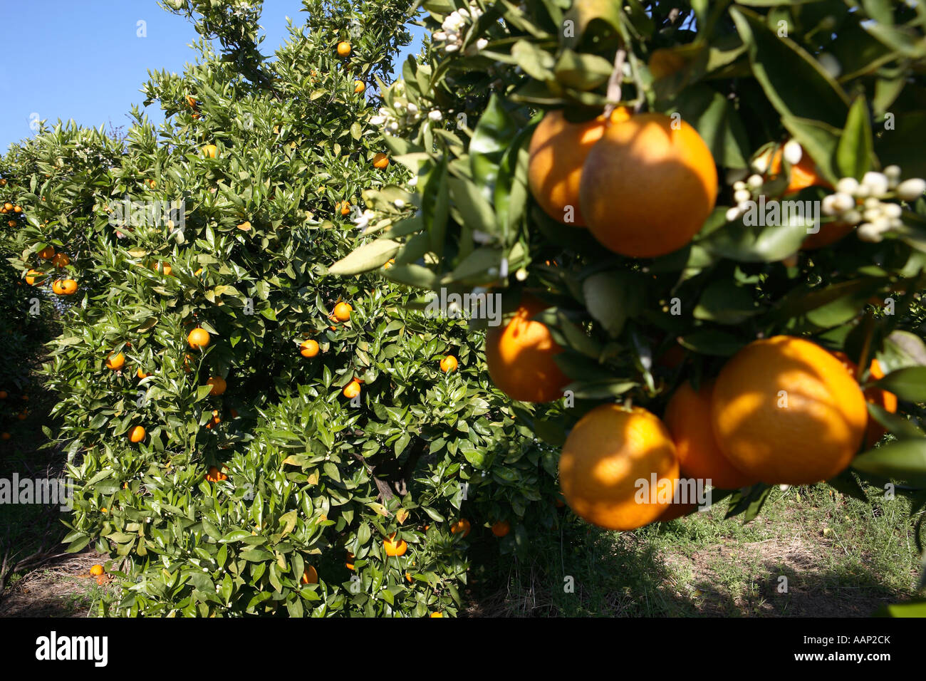 oranges on tree Stock Photo - Alamy