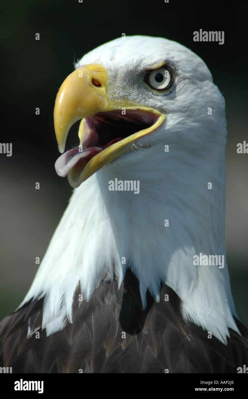 Resting Bald Eagle Stock Photo - Alamy
