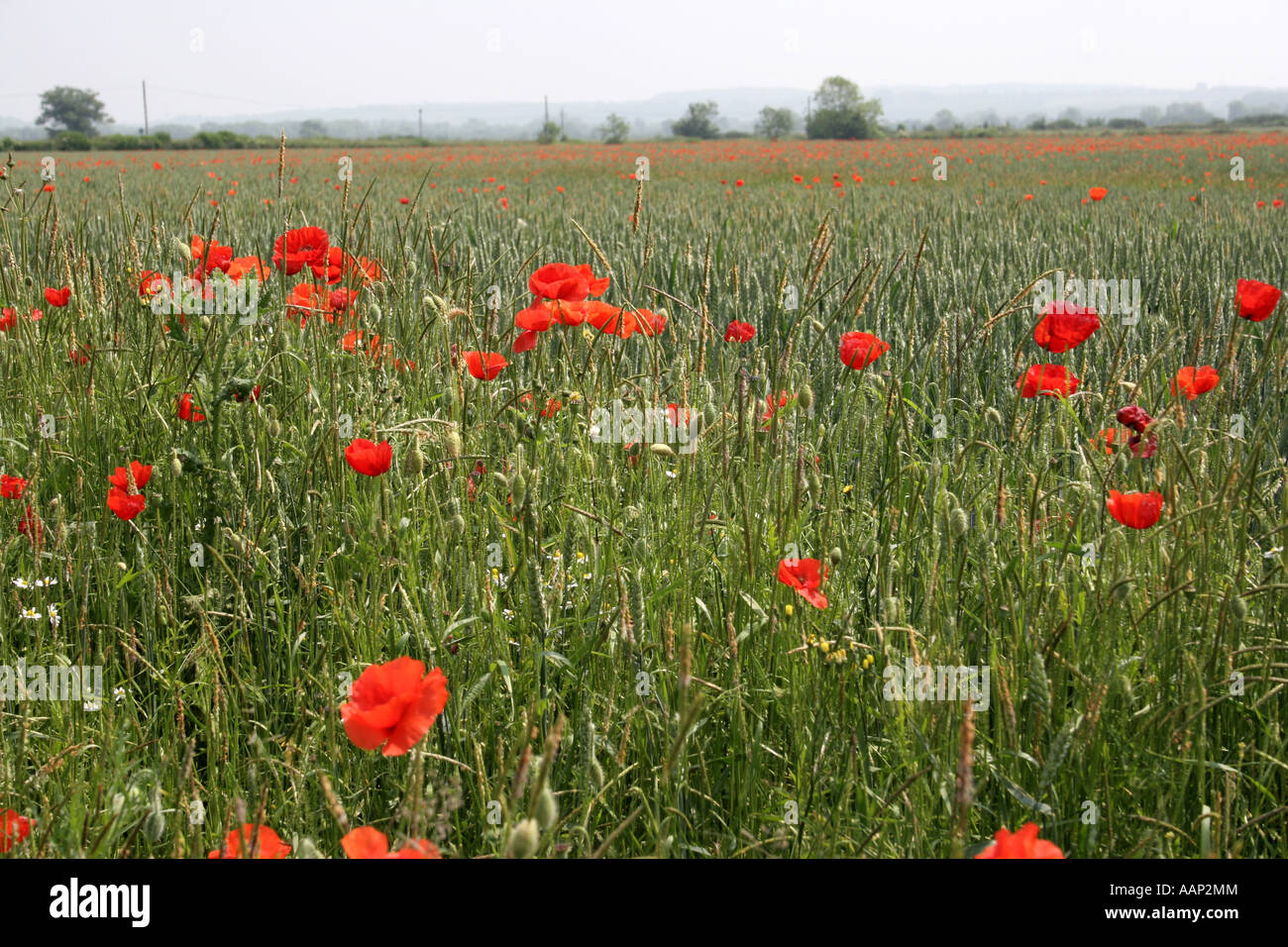 Poppies in a corn field on an English farm Stock Photo - Alamy