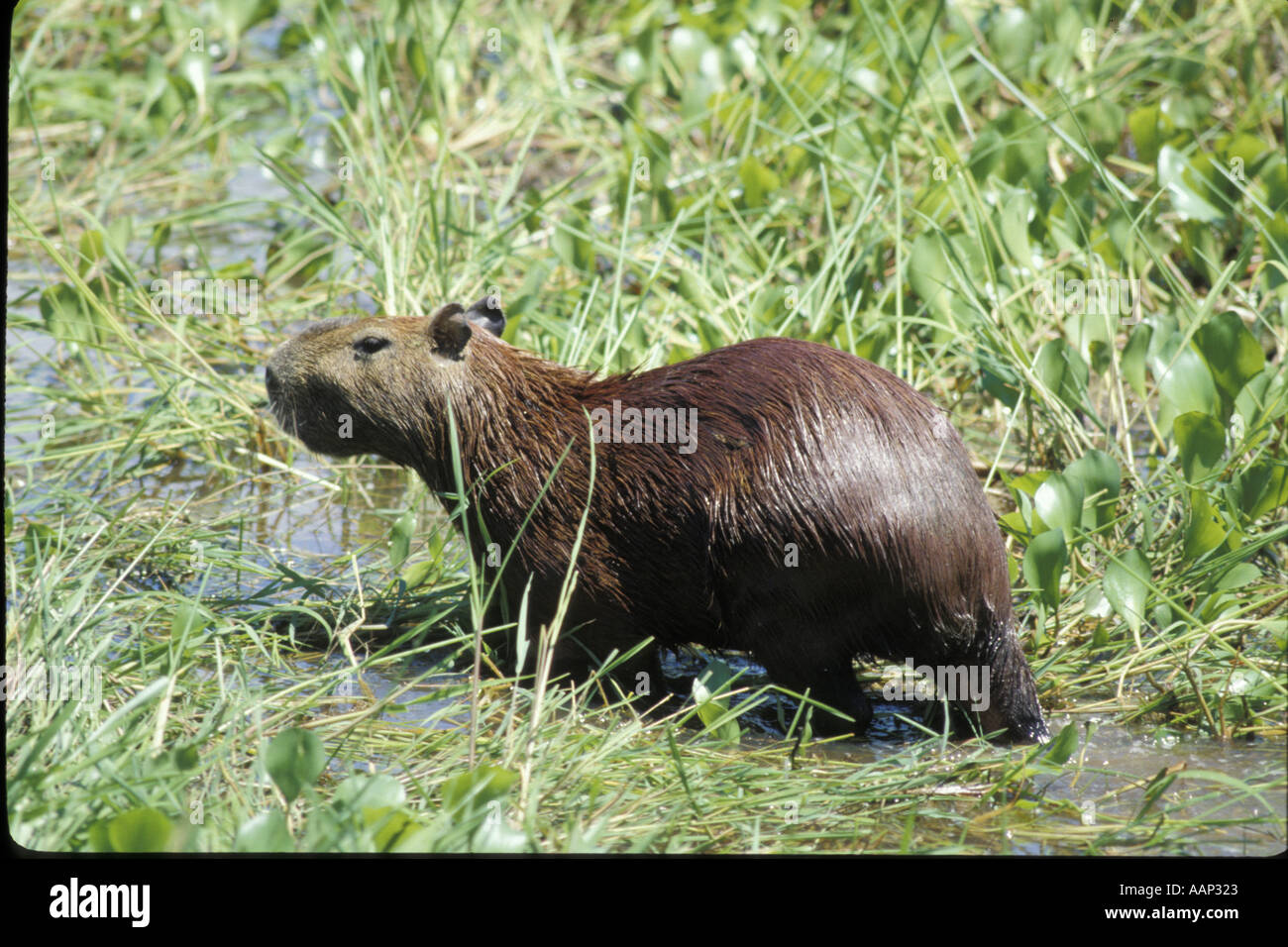 capybara CARLOS SANZ V W El Pantanal Brazil Stock Photo - Alamy