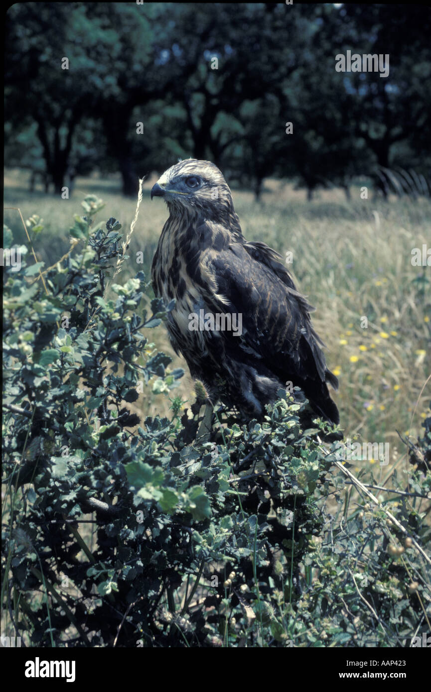 Hawk buteo buteo Spain Sanz VISUAL WRITTEN bird raptor of prey ...